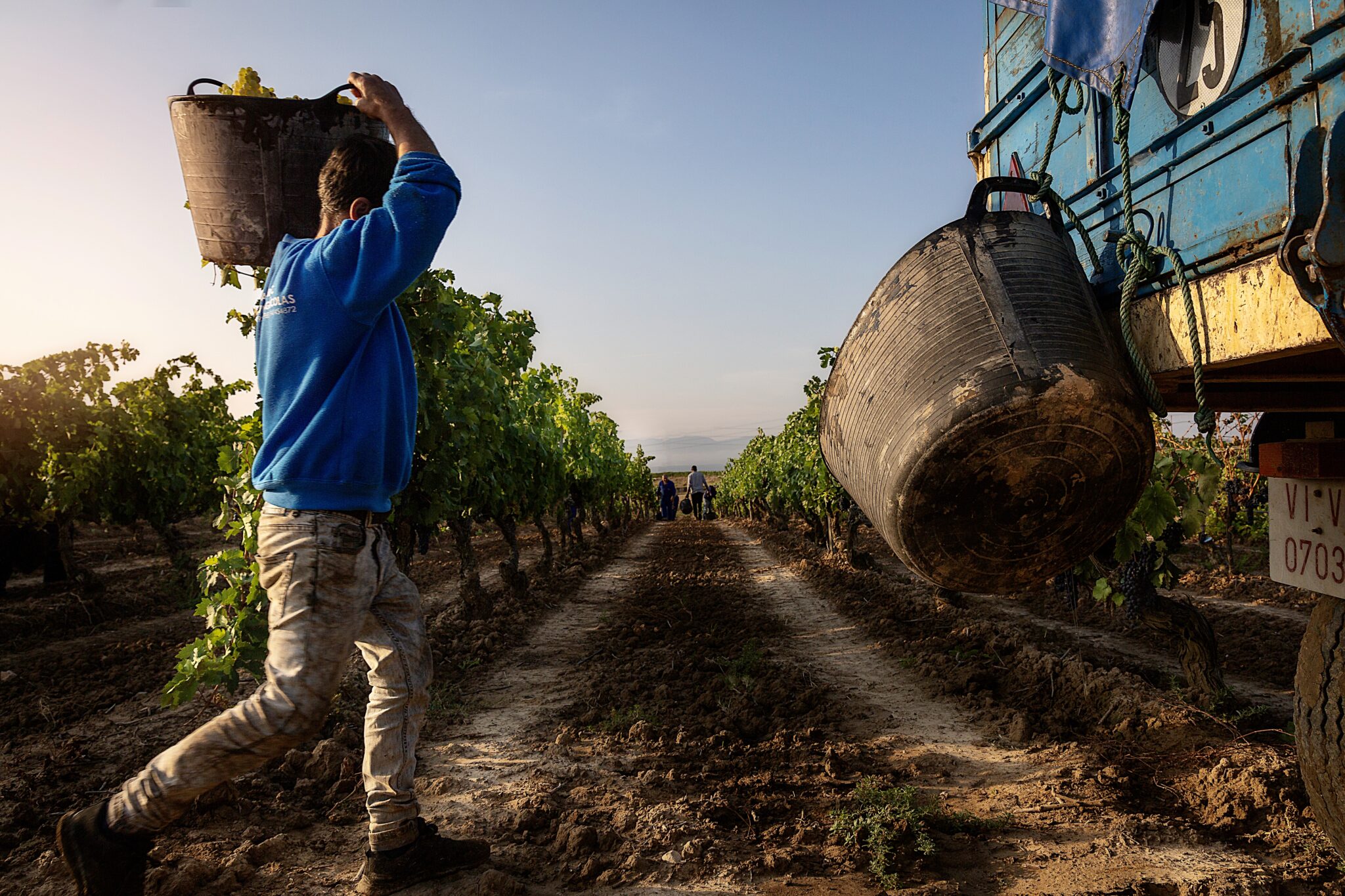 Grape treading and the winepress, fundamental elements of the ...