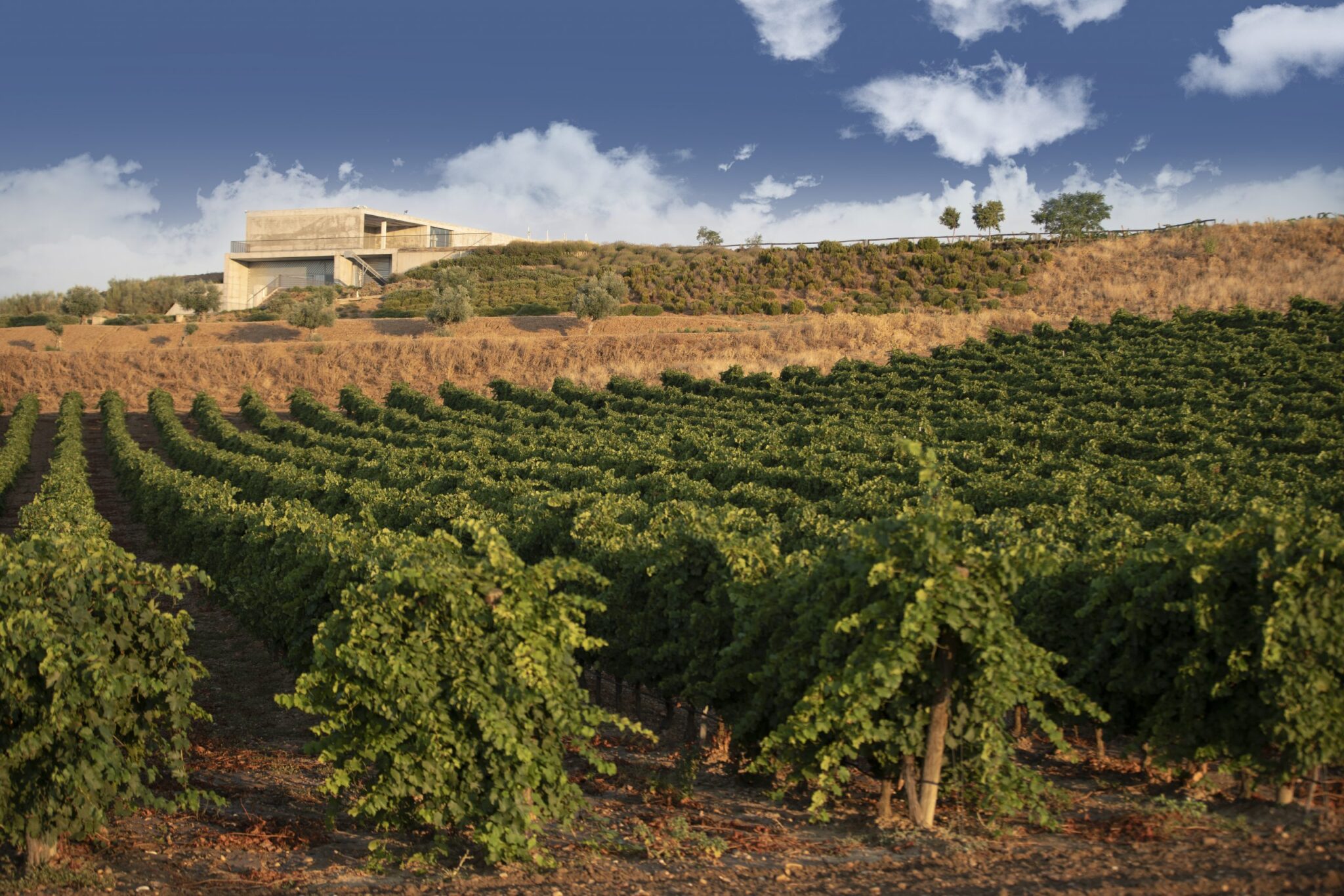 Vineyards, goblet or trellis? – Familia Martínez Bujanda